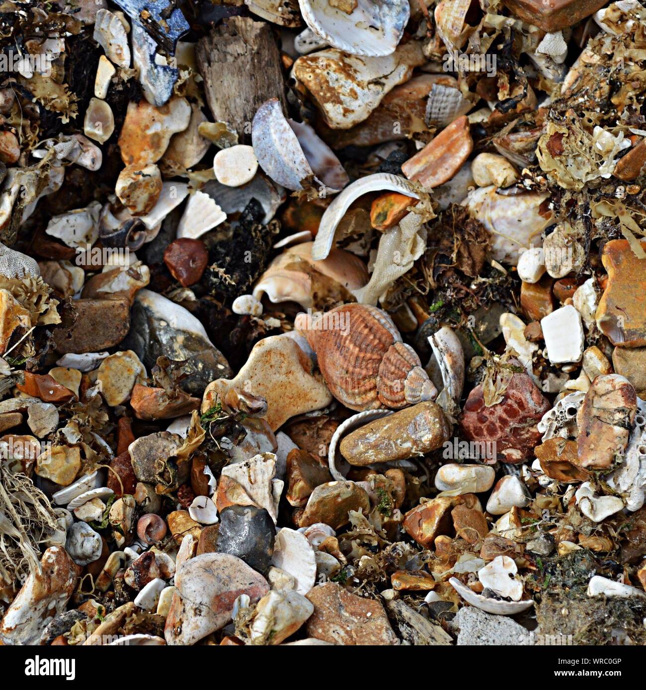 Ground shells hi-res stock photography and images - Alamy