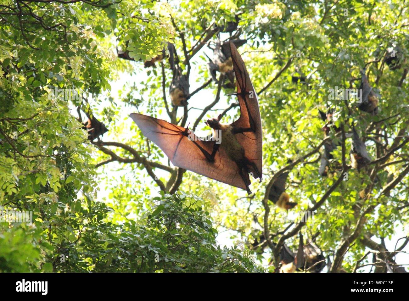 Large bat in tree hi-res stock photography and images - Alamy