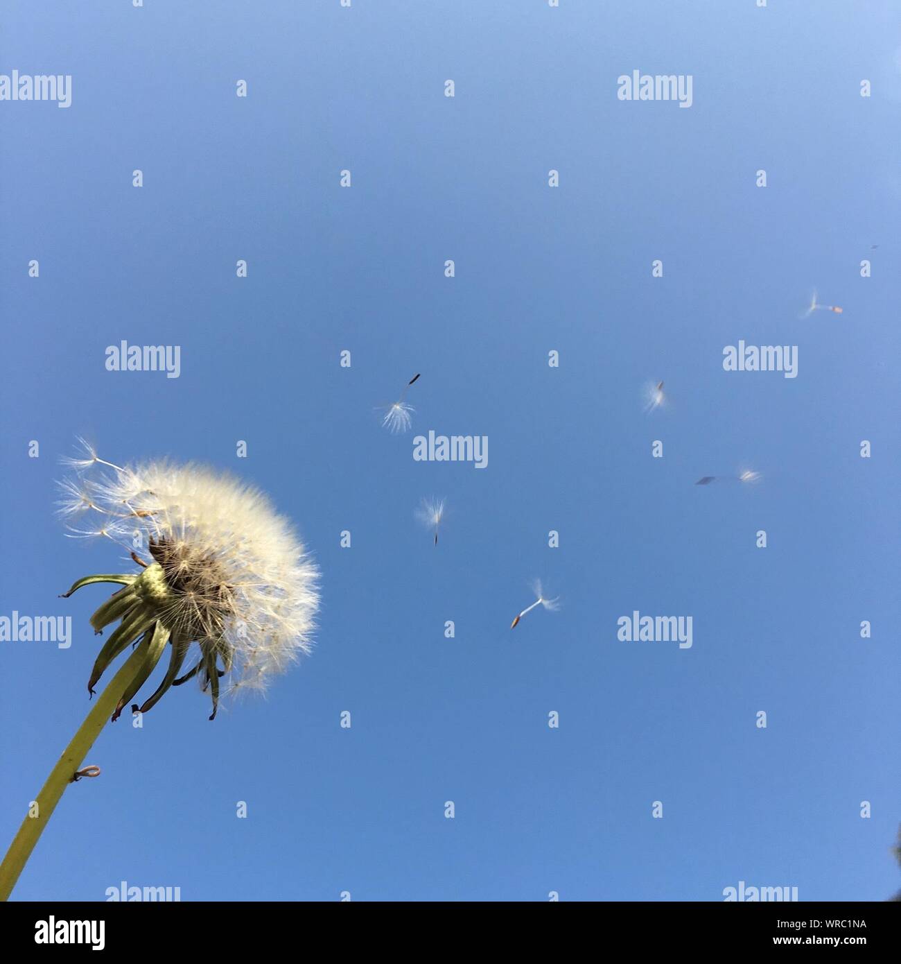 Flying dandelion seeds hi-res stock photography and images - Alamy