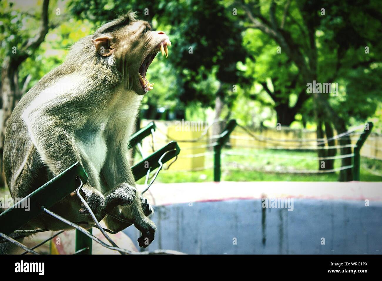 Monkey Aggression High Resolution Stock Photography and Images - Alamy