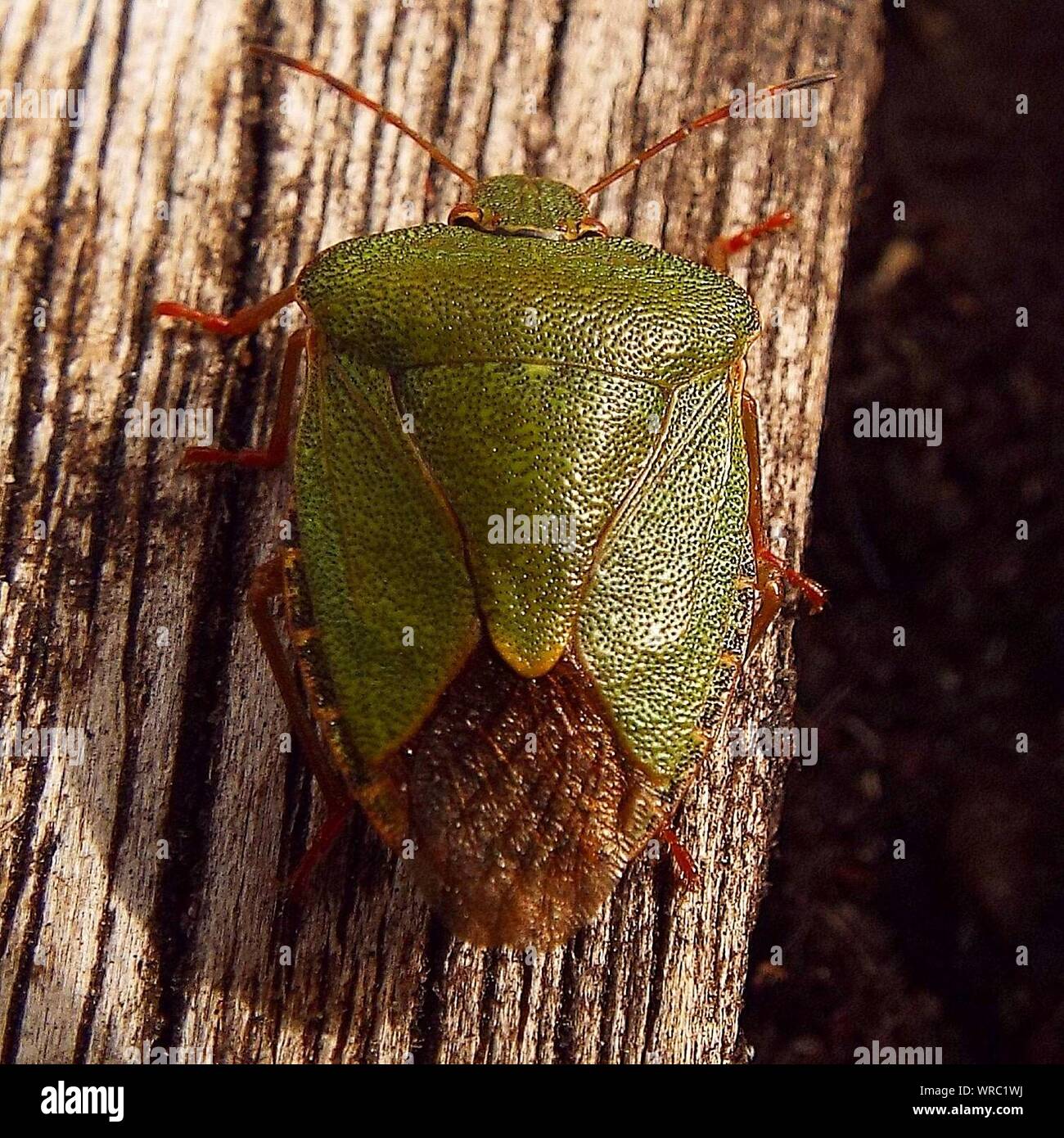 Green Wood Bug High Resolution Stock Photography and Images - Alamy