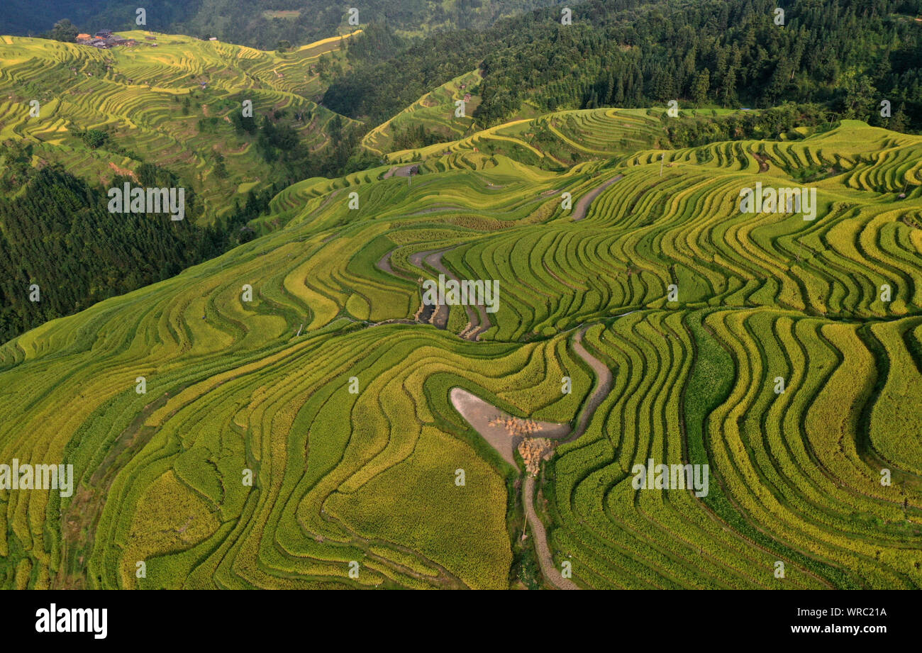 An aerial view of the Jiabang rice terraces in Congjiang County ...