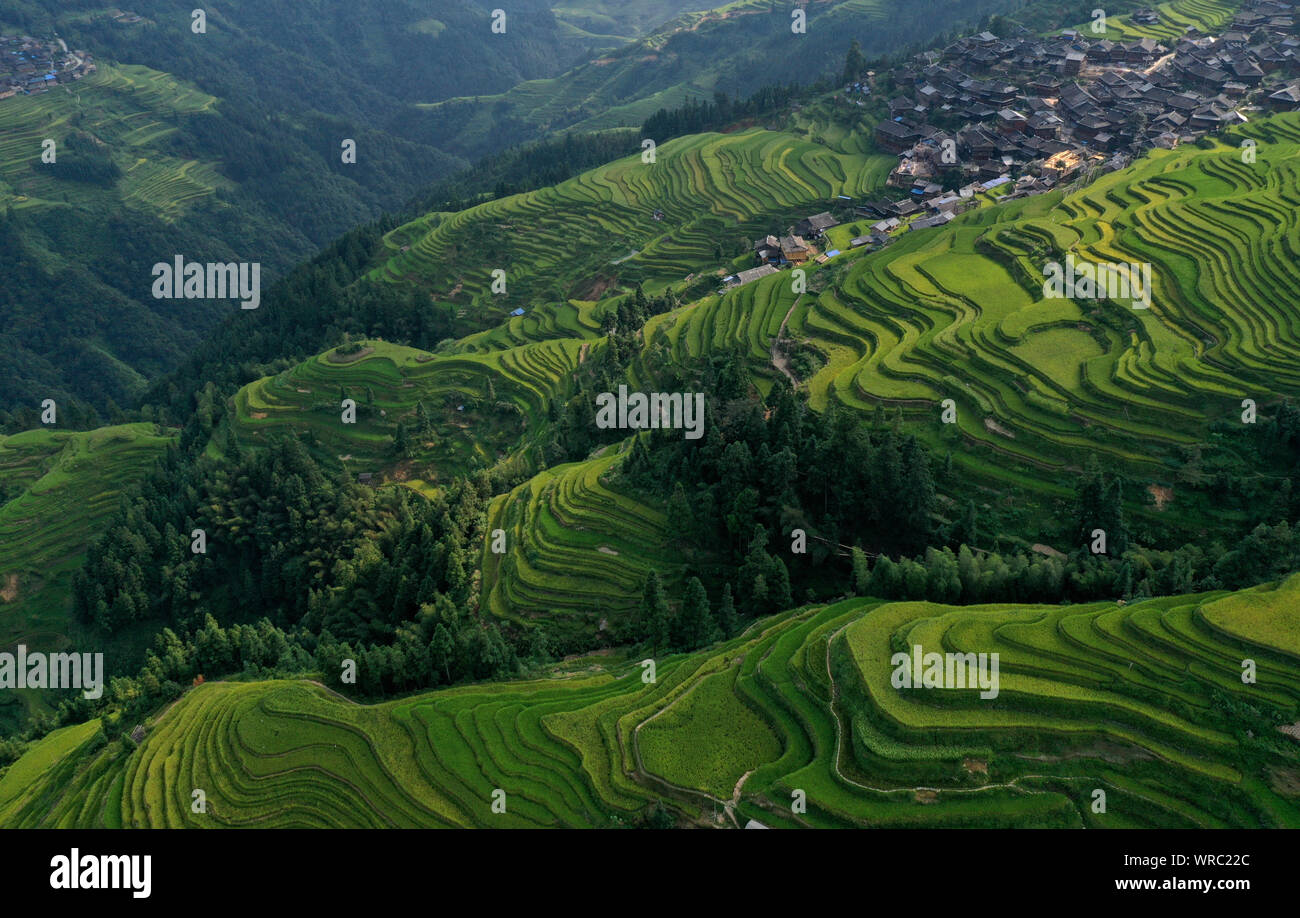 An aerial view of the Jiabang rice terraces in Congjiang County ...