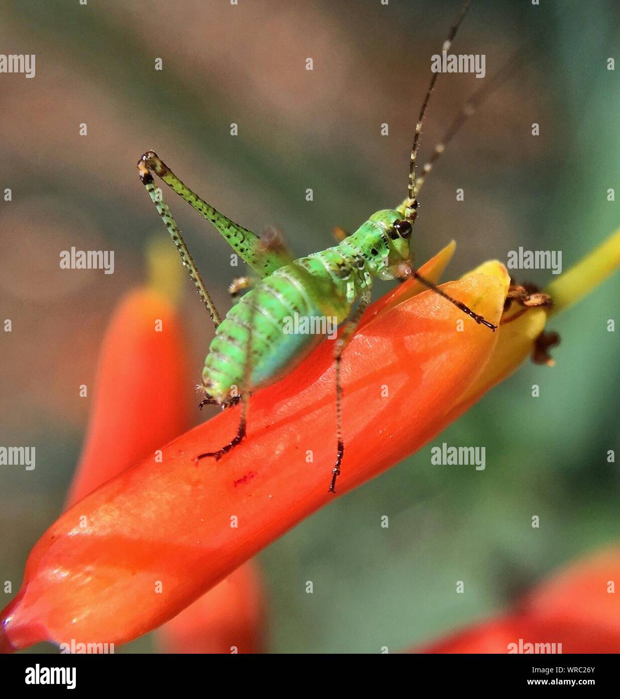 Grasshopper leaf pattern hi-res stock photography and images - Alamy