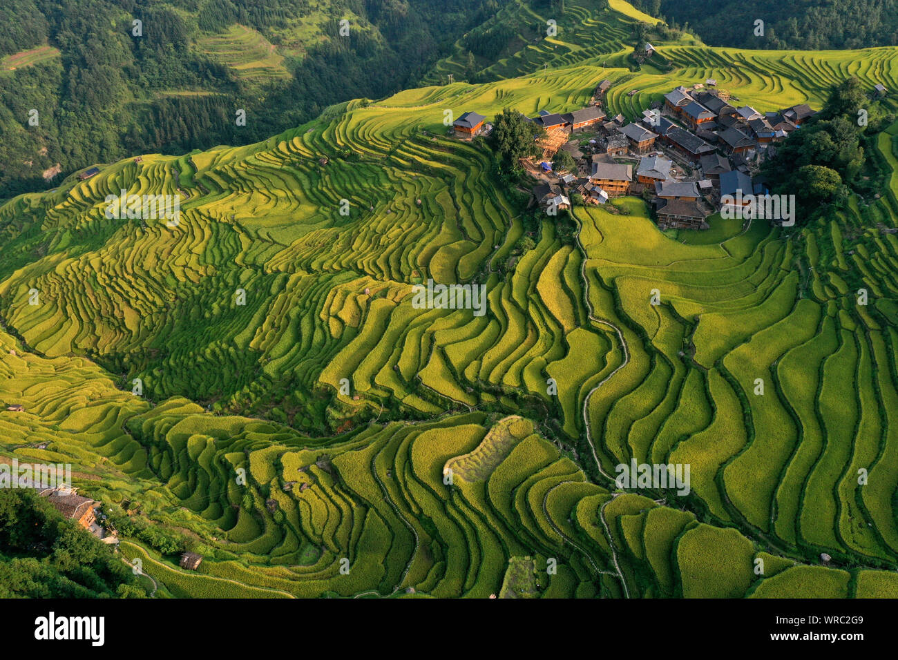 An aerial view of the Jiabang rice terraces in Congjiang County ...