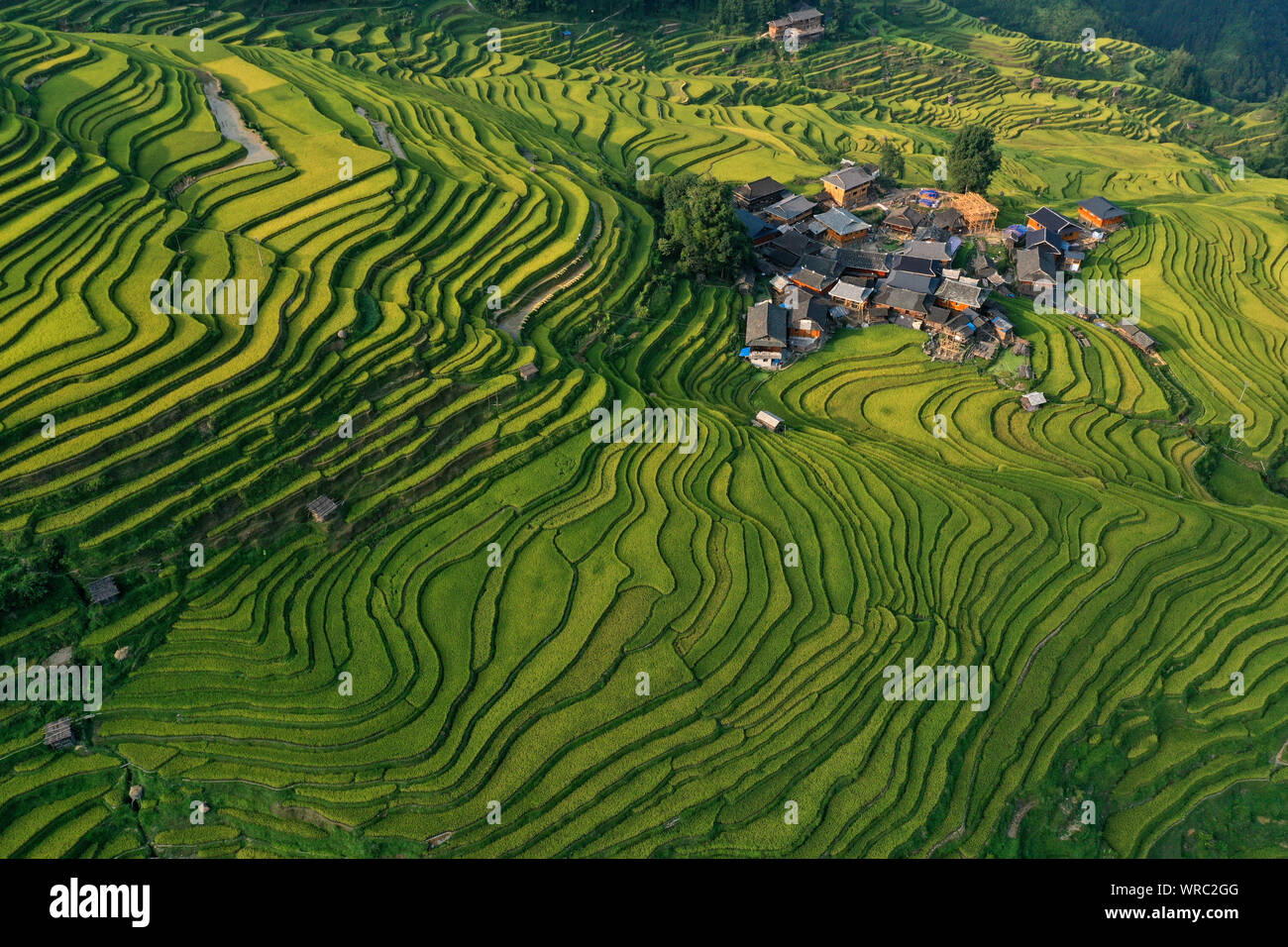 An aerial view of the Jiabang rice terraces in Congjiang County ...