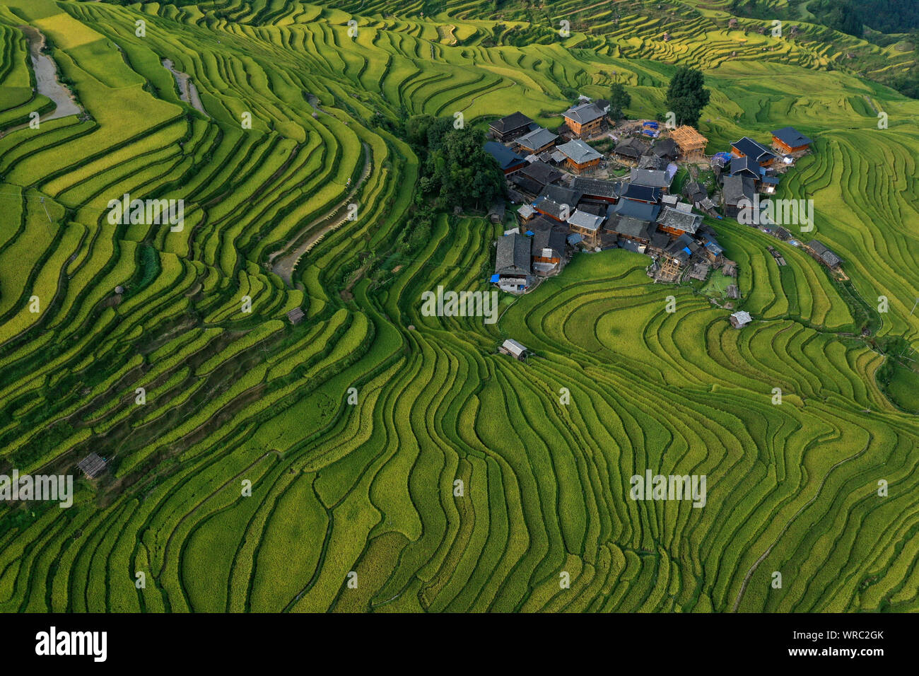 An aerial view of the Jiabang rice terraces in Congjiang County ...