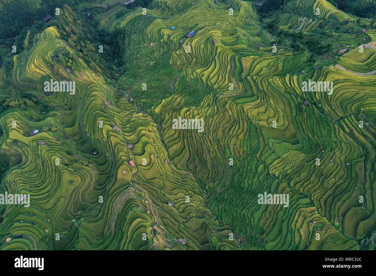 An aerial view of the Jiabang rice terraces in Congjiang County ...