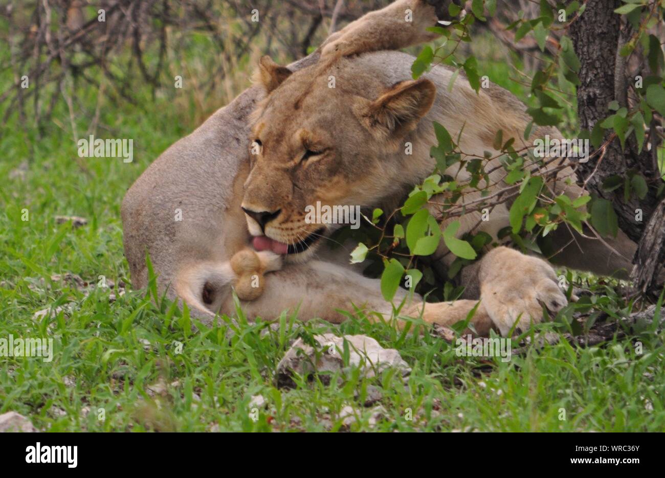 Lion licking lion hi-res stock photography and images - Alamy