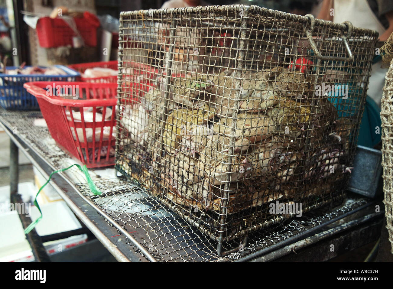 Dried frogs hi-res stock photography and images - Alamy