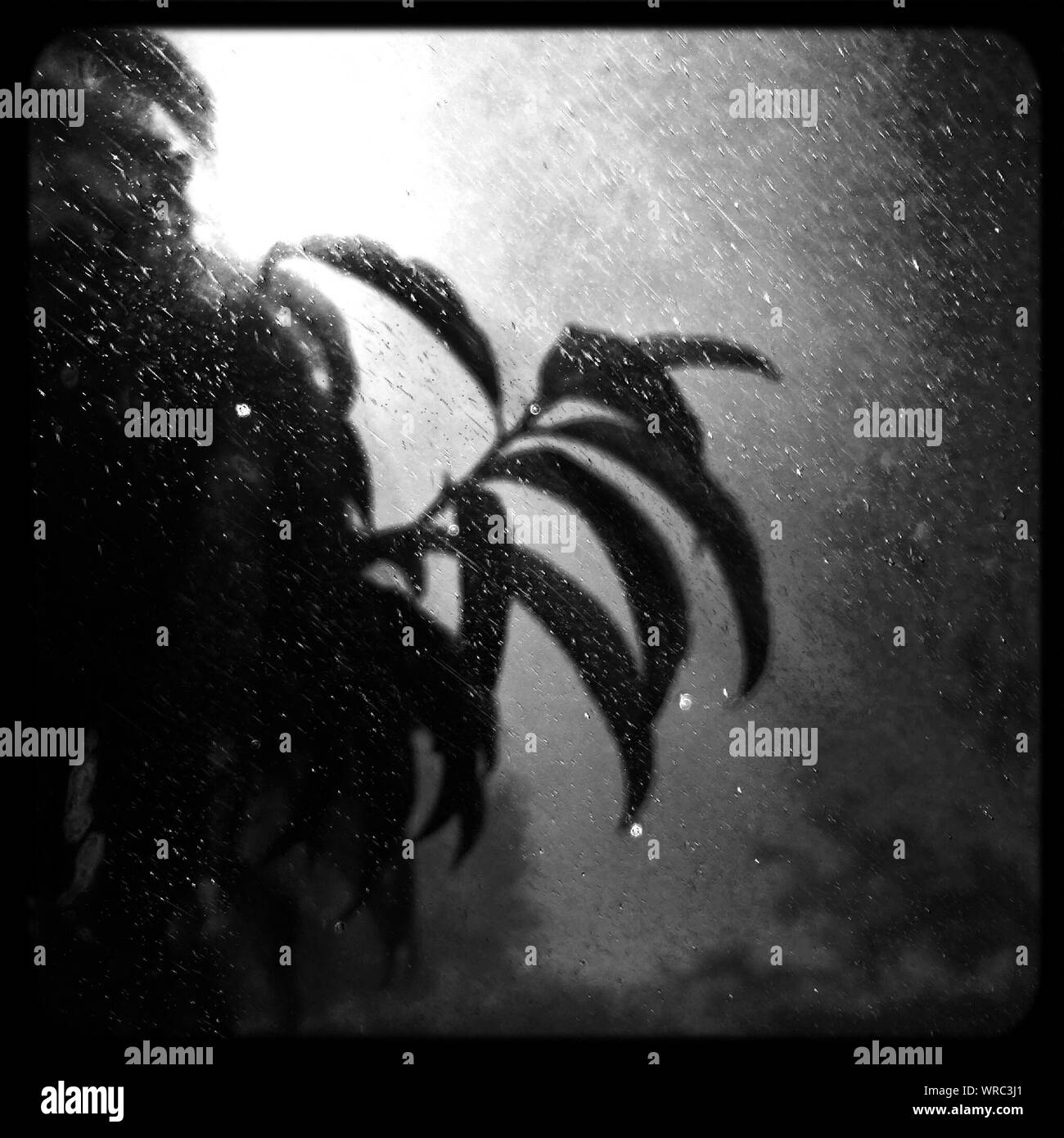 Branch window hi-res stock photography and images - Alamy