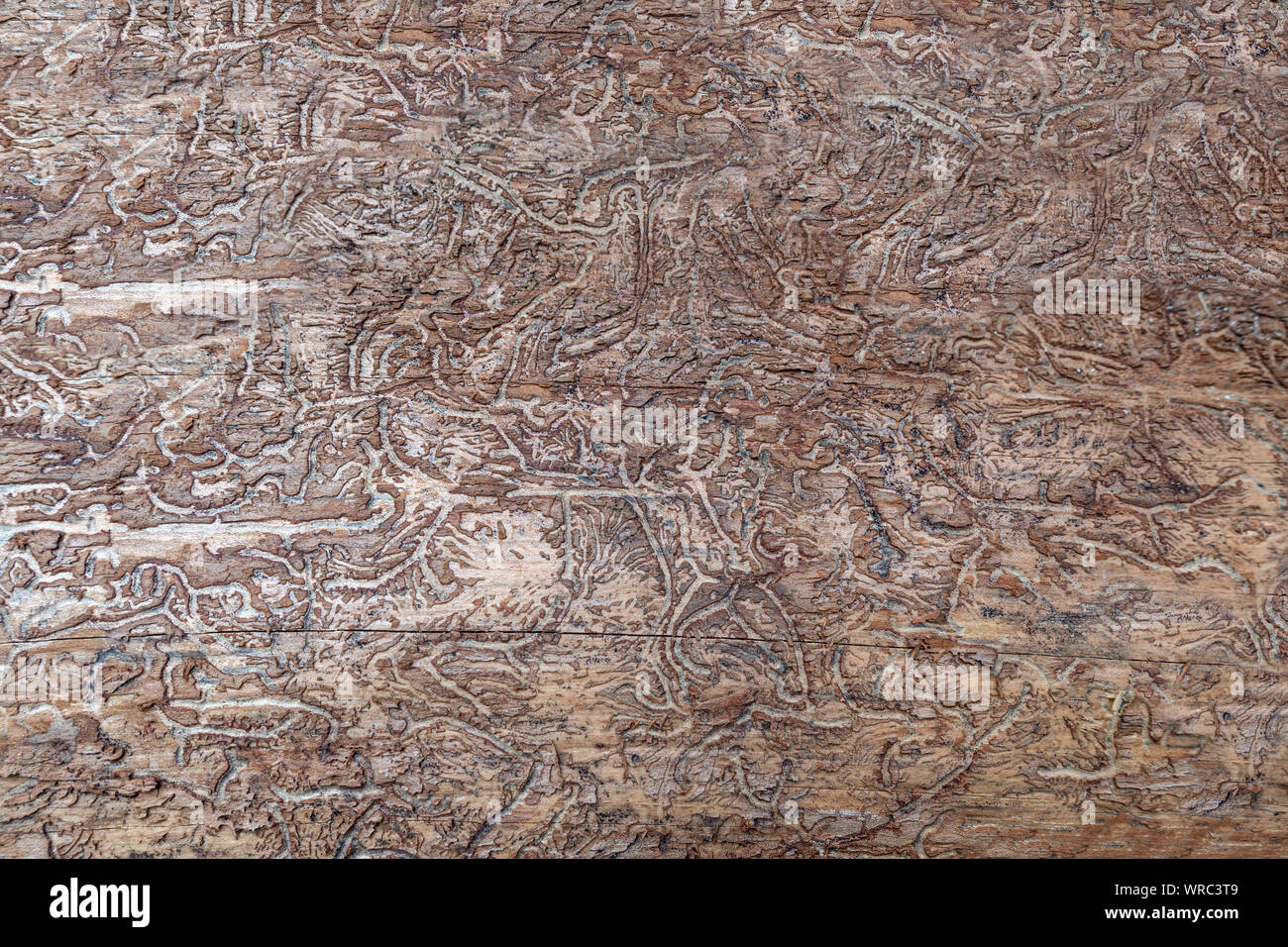 Abstract pattern in wood caused by bark beetles Stock Photo - Alamy