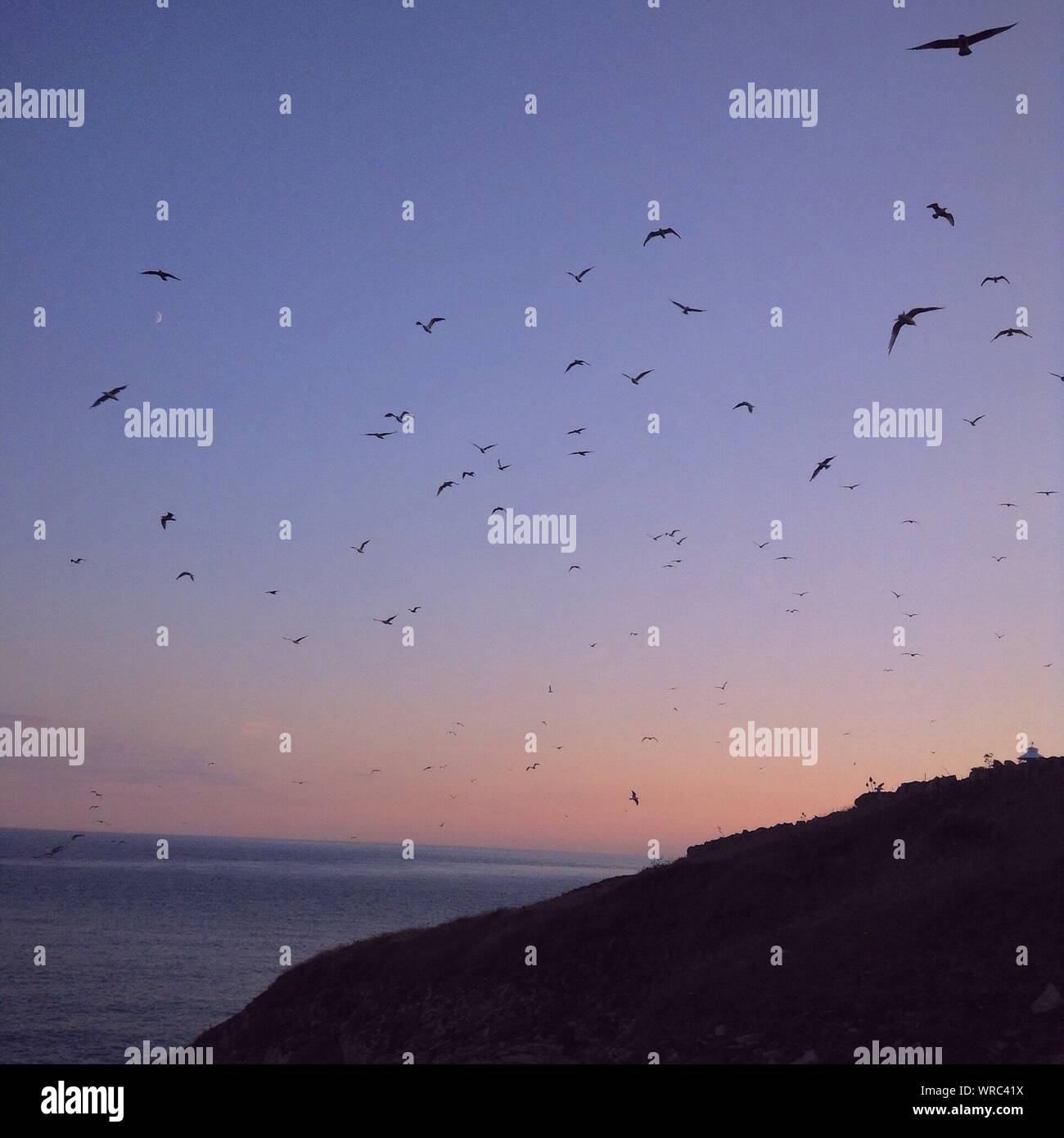 Sea cliff birds hi-res stock photography and images - Alamy