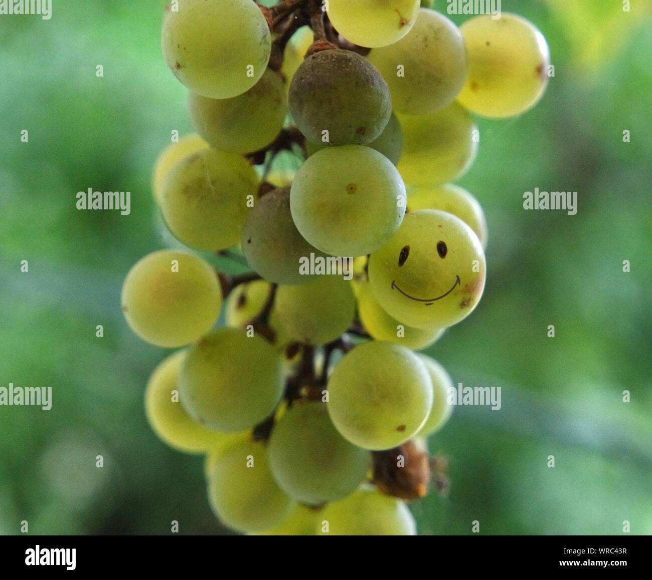 Anthropomorphic smiley face hi-res stock photography and images - Alamy