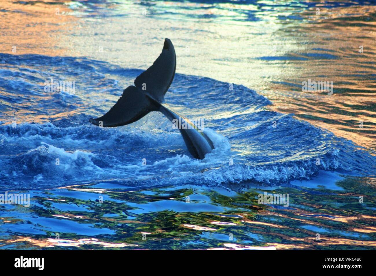Dolphin performance hi-res stock photography and images - Alamy