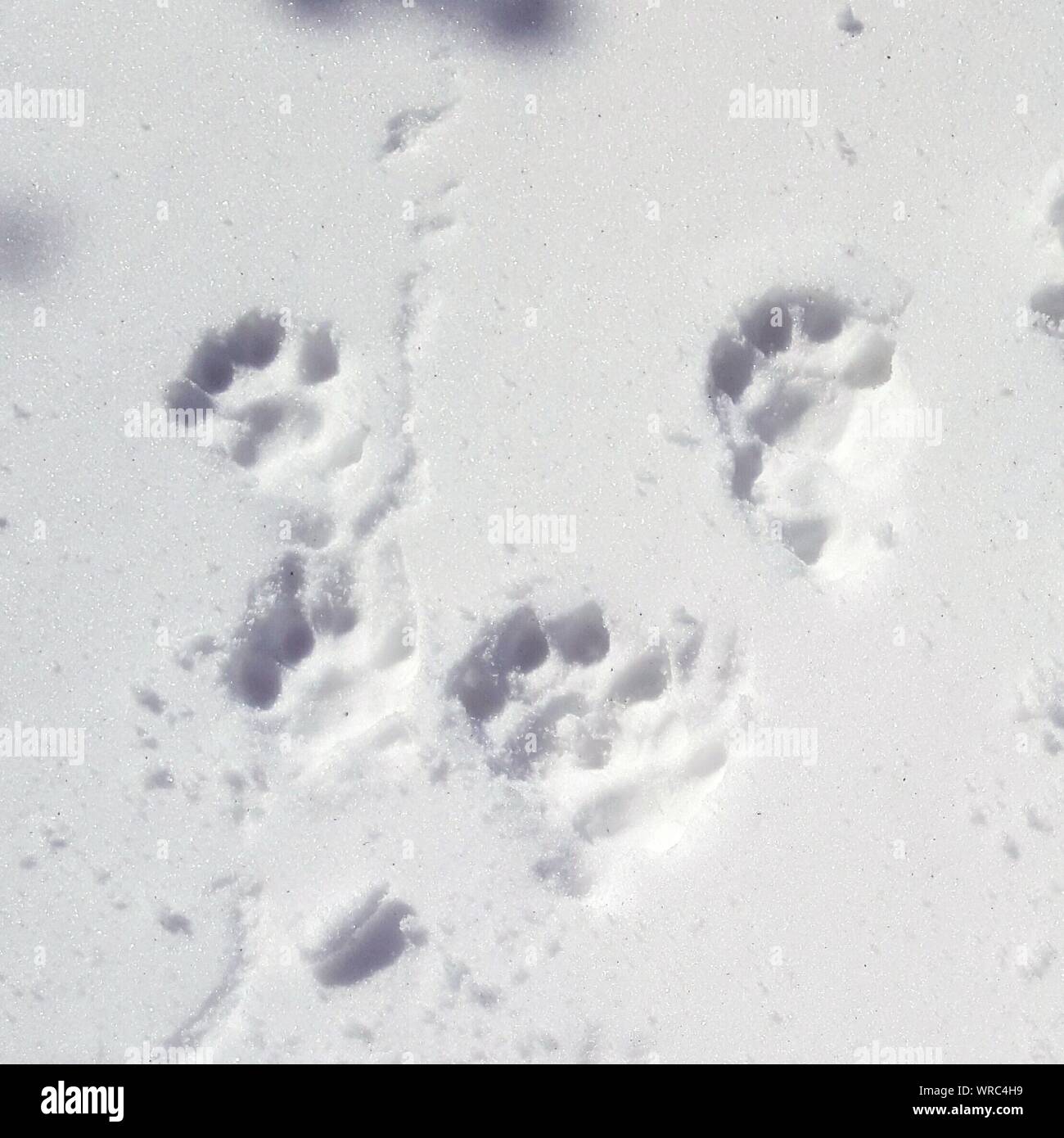 Dog footprints hi-res stock photography and images - Alamy