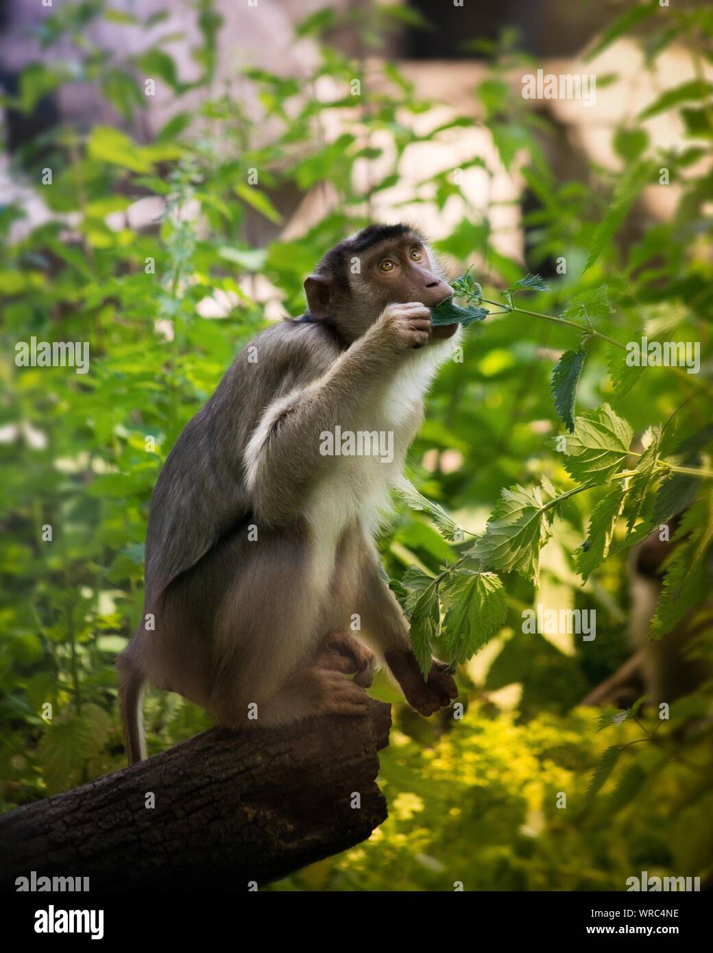 Monkey Eating Leaf High Resolution Stock Photography and Images - Alamy