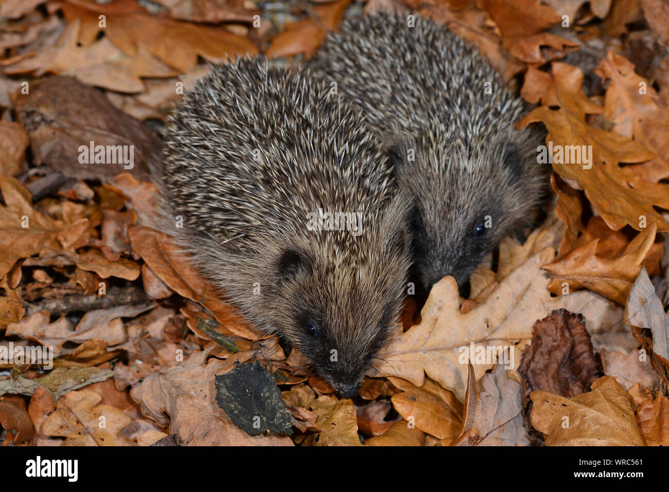 Baby hedgehogs hi-res stock photography and images - Alamy