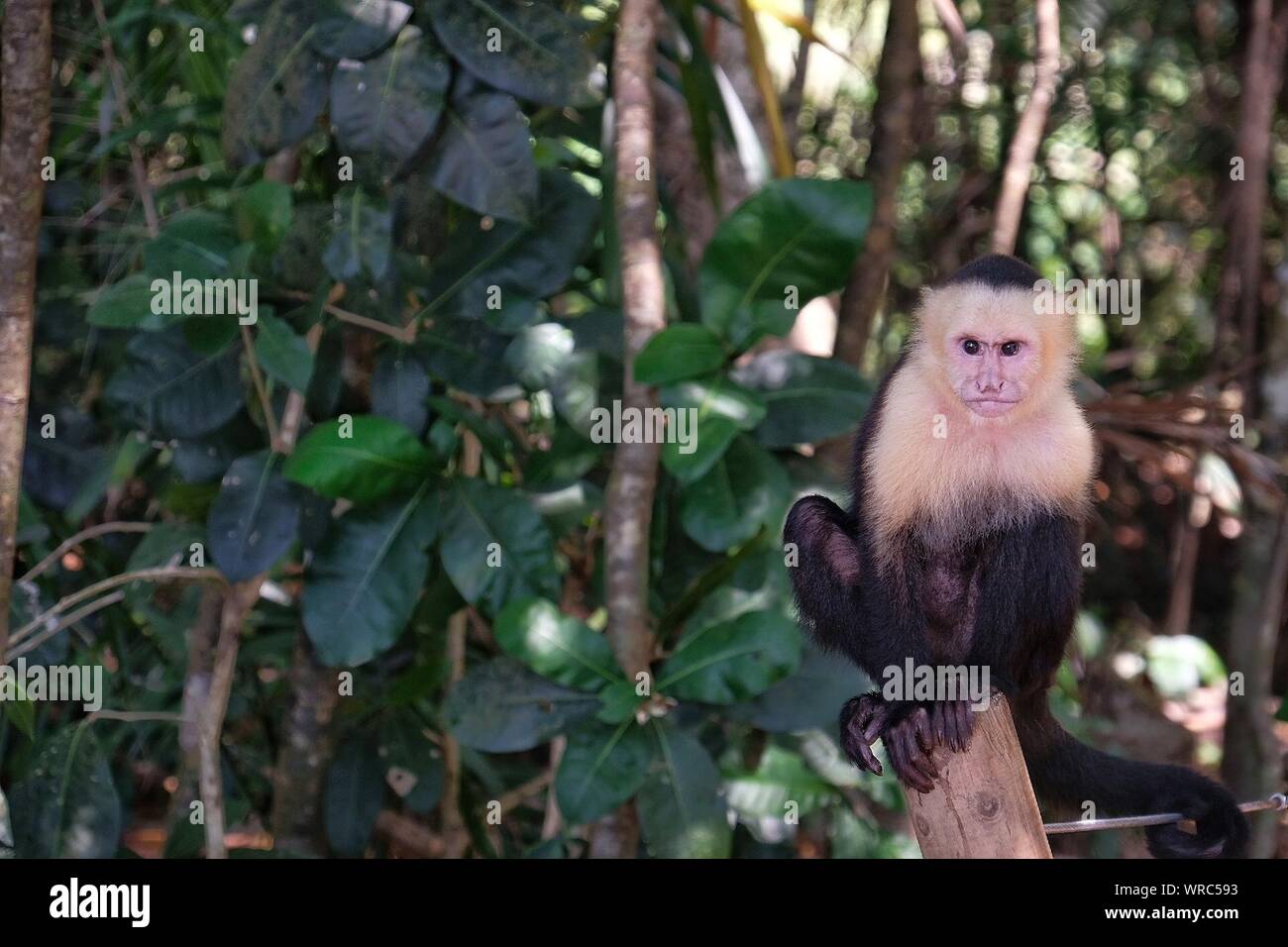 Capuchin monkey in tree hi-res stock photography and images - Alamy