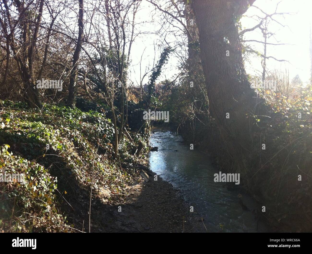 Ditch in the forest hi-res stock photography and images - Alamy