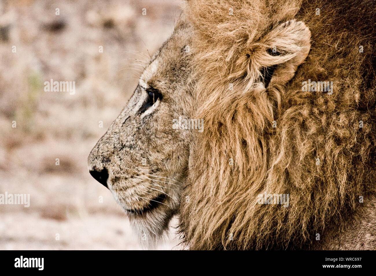 Lion Head Side Profile High Resolution Stock Photography and Images - Alamy