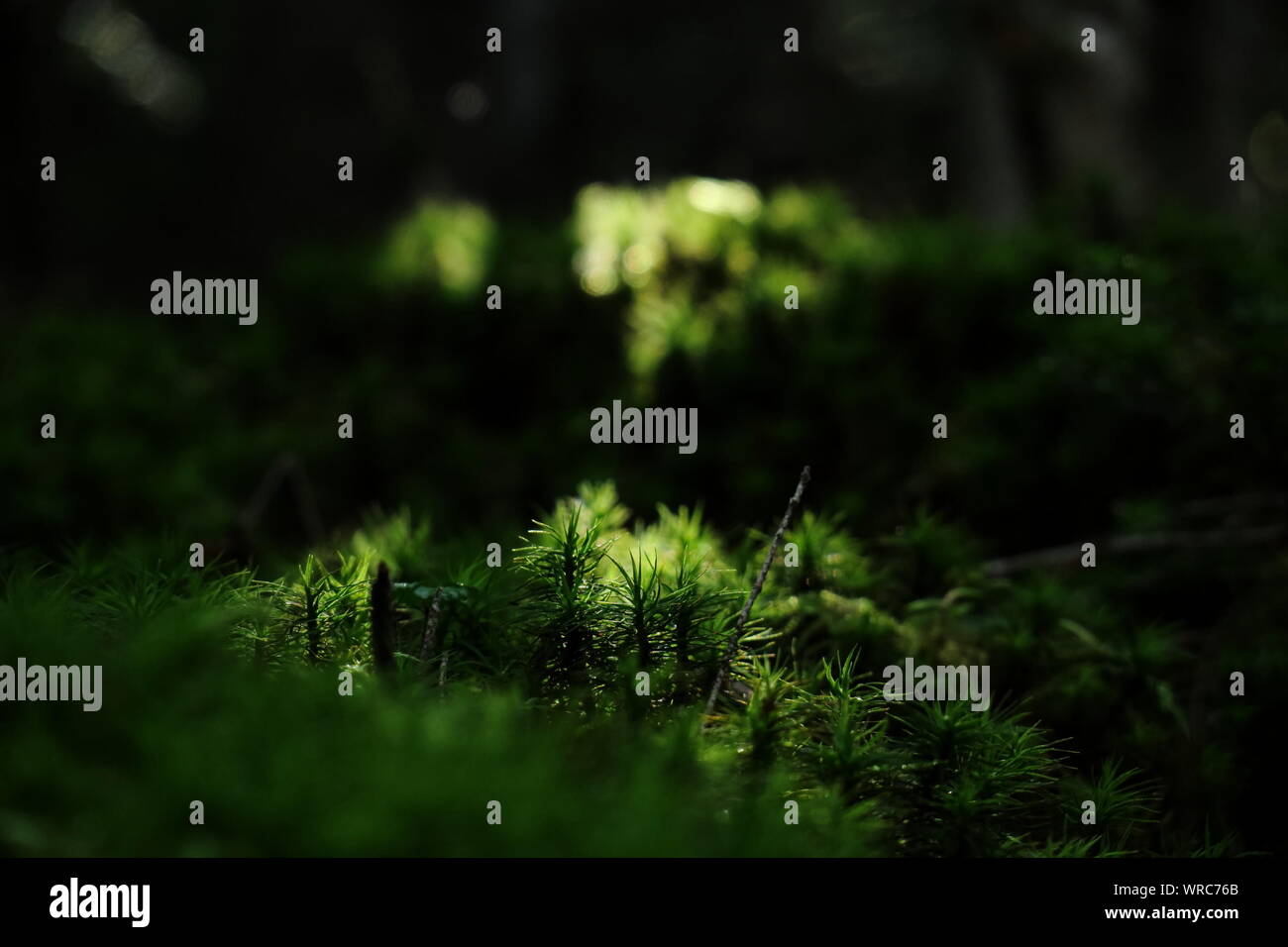 Fern and grass hi-res stock photography and images - Alamy