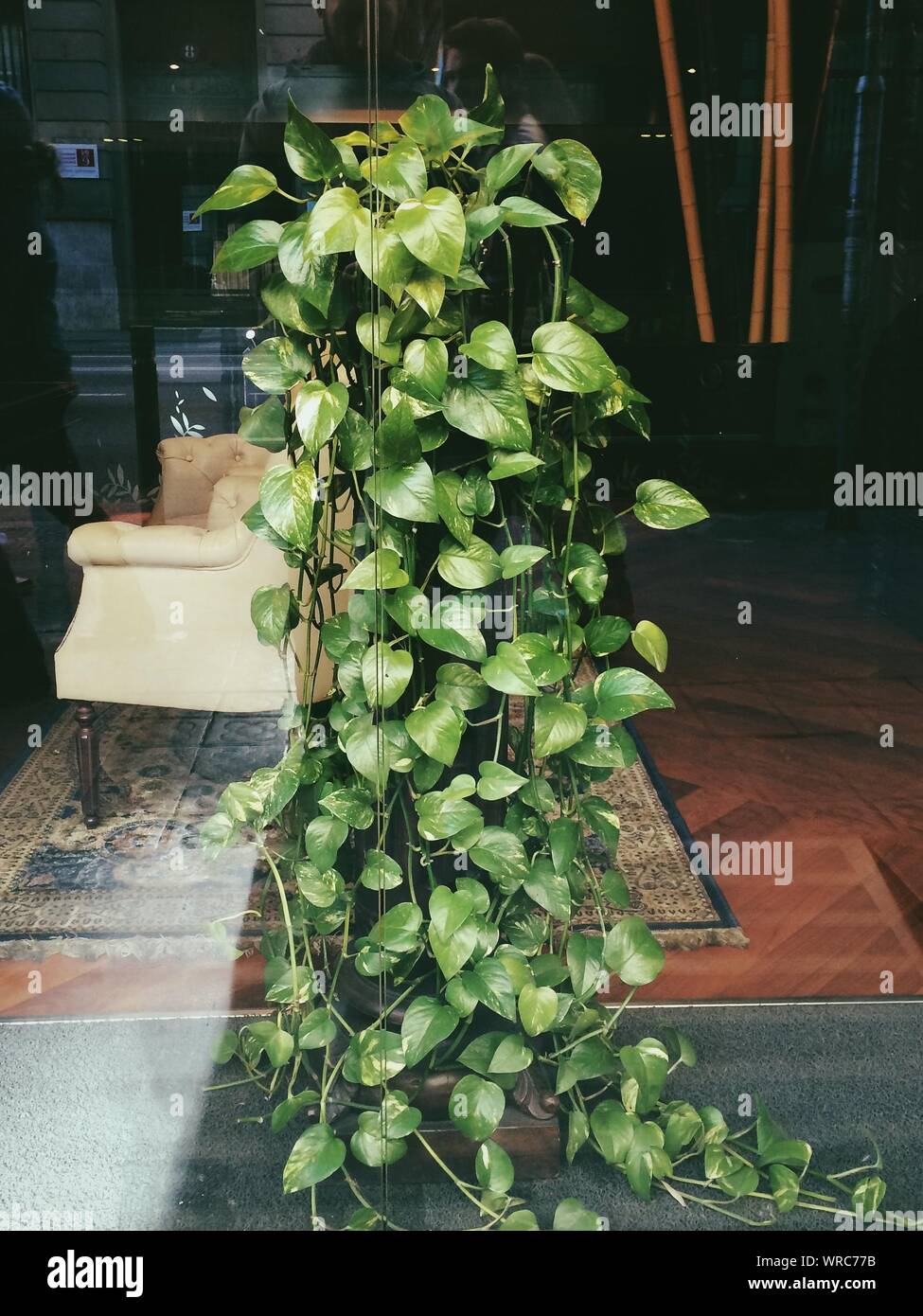 Potted ivy hi-res stock photography and images - Alamy