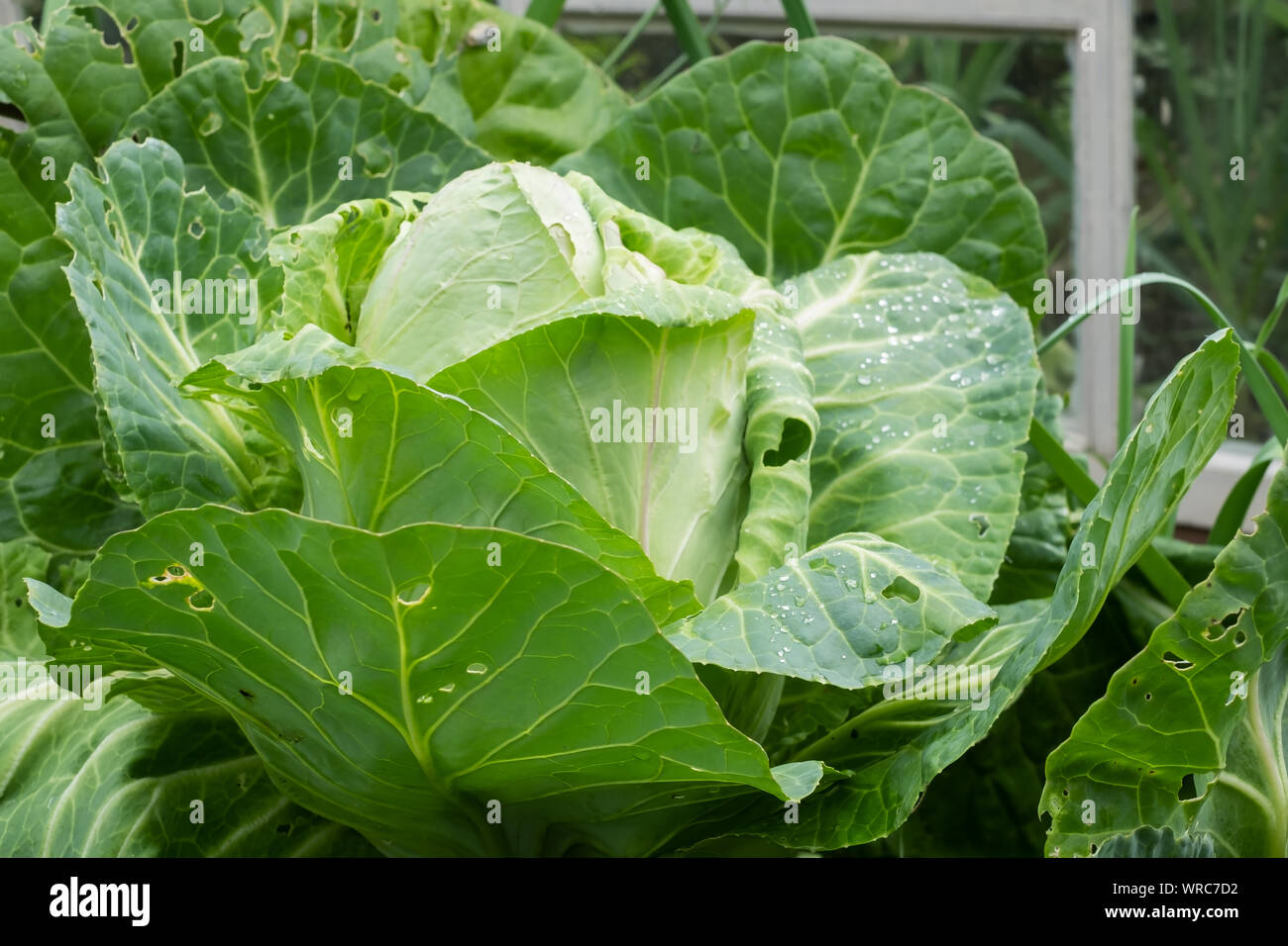 Fresh green cabbage in the garden. Leaves are eaten by a snail Stock ...