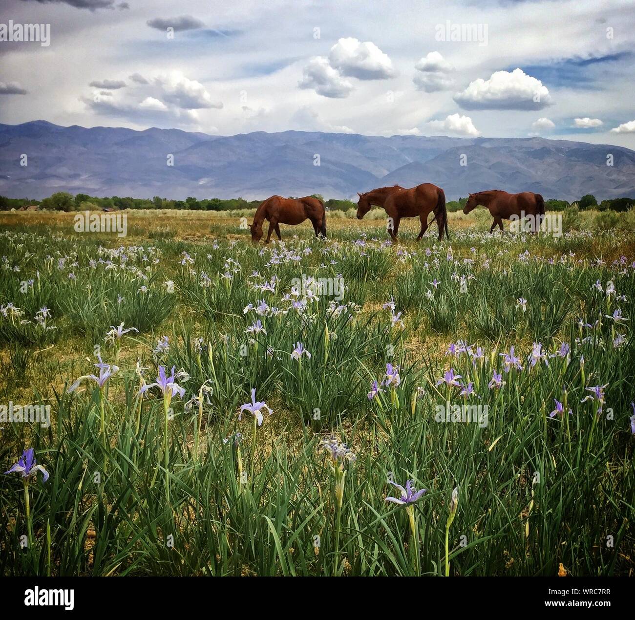 Three horses standing in field hi-res stock photography and images - Alamy