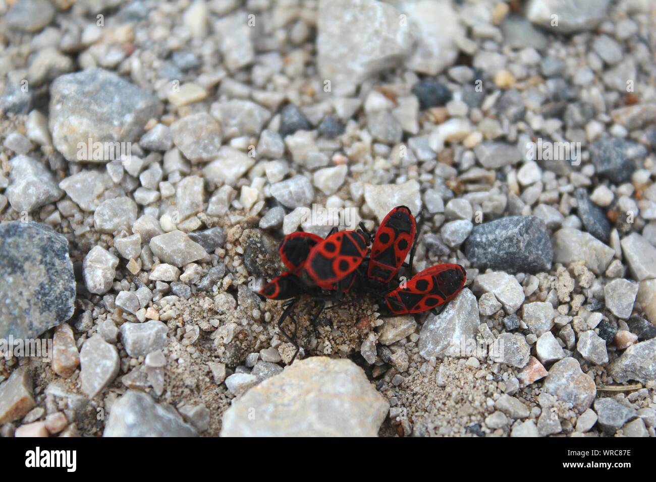 Bug with rocks hi-res stock photography and images - Alamy