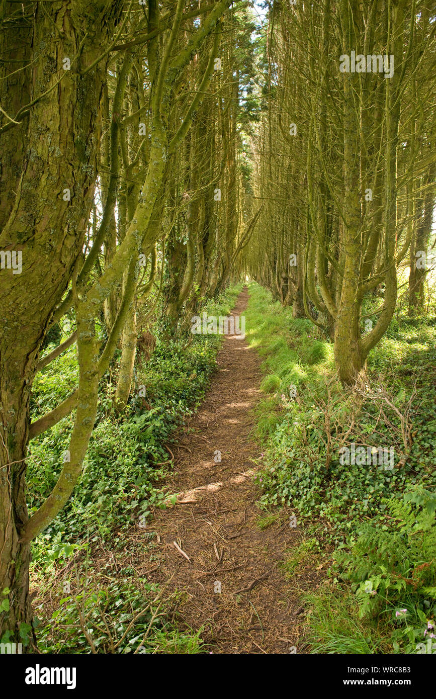 Long and narrow shaded footpath through rows of trees. Cornwall ...