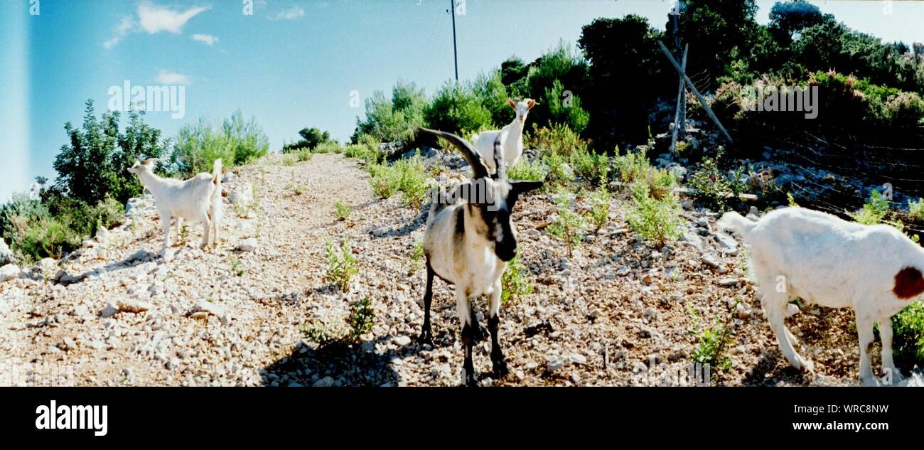 Goats free range hi-res stock photography and images - Alamy