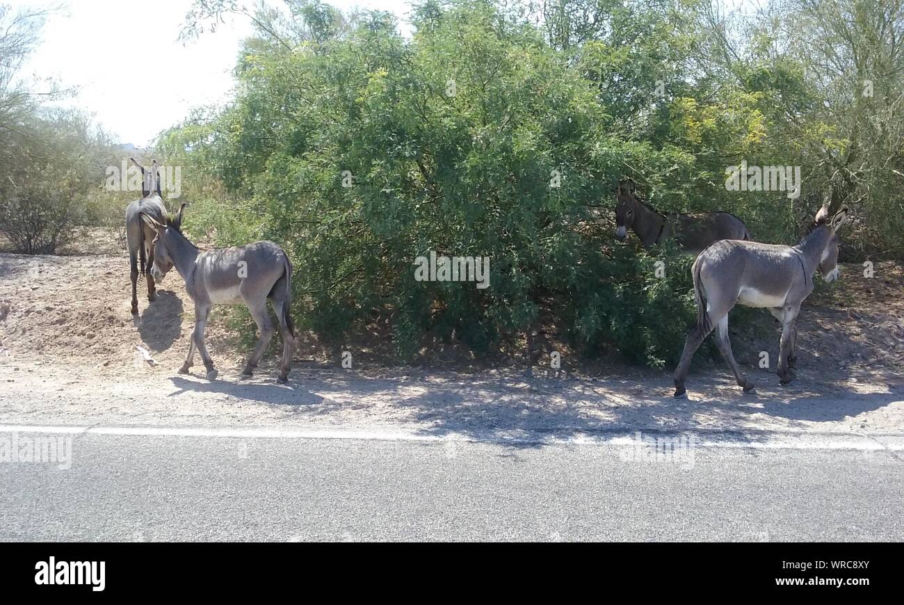 Donkeys on the road hi-res stock photography and images - Alamy