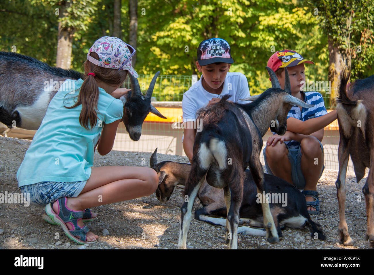 Three kids petting young goats in a petting zoo Stock Photo - Alamy