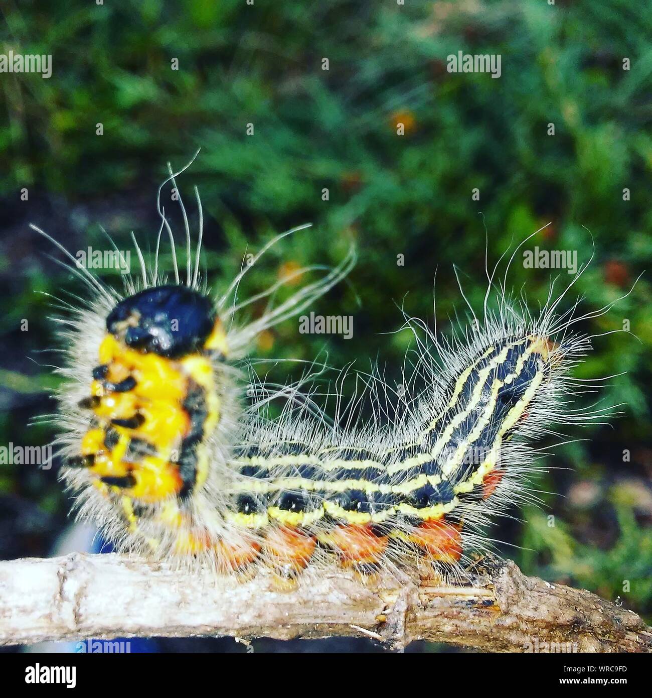Hairy caterpillar hi-res stock photography and images - Alamy