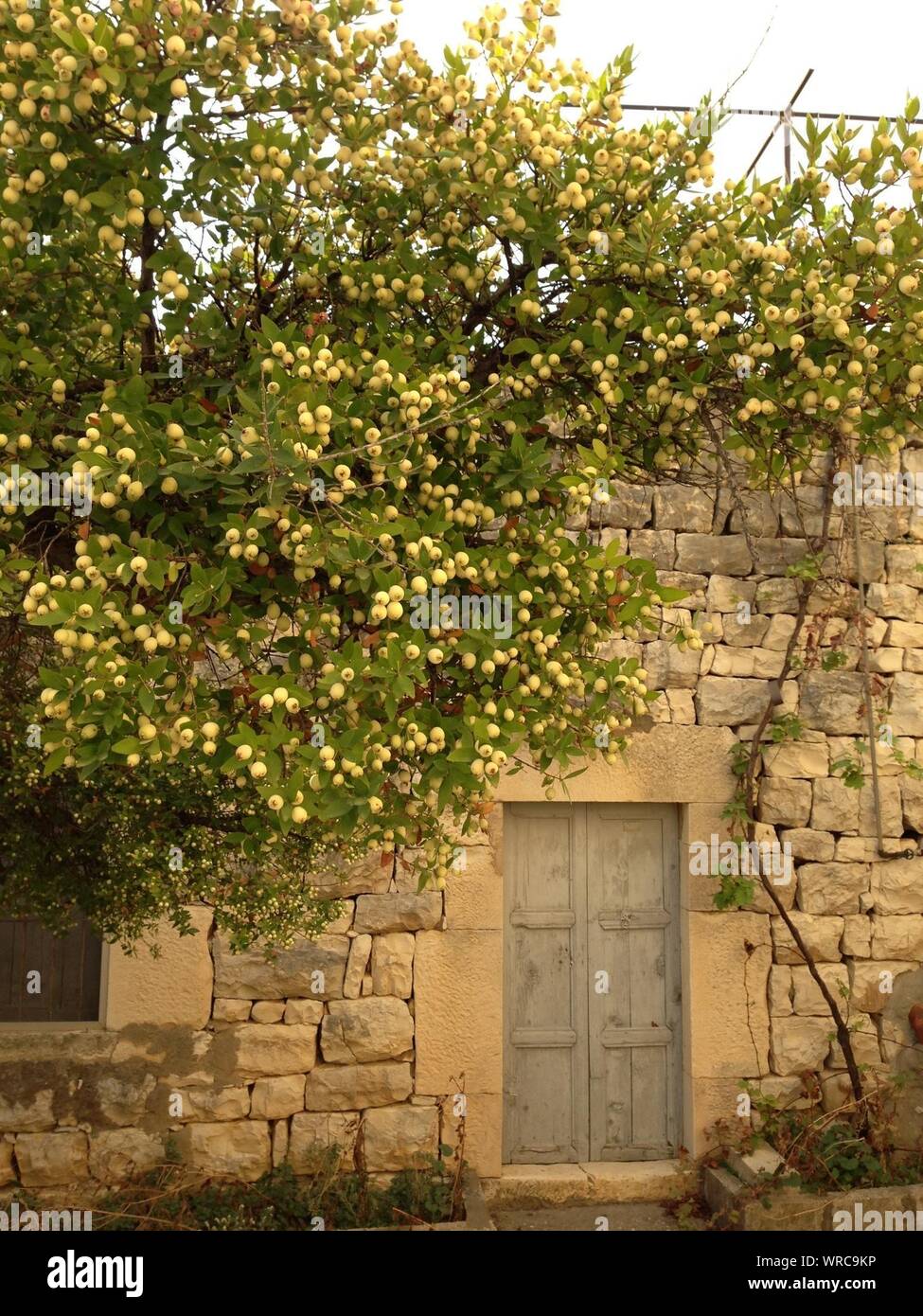 Tree outside stone house hi-res stock photography and images - Alamy
