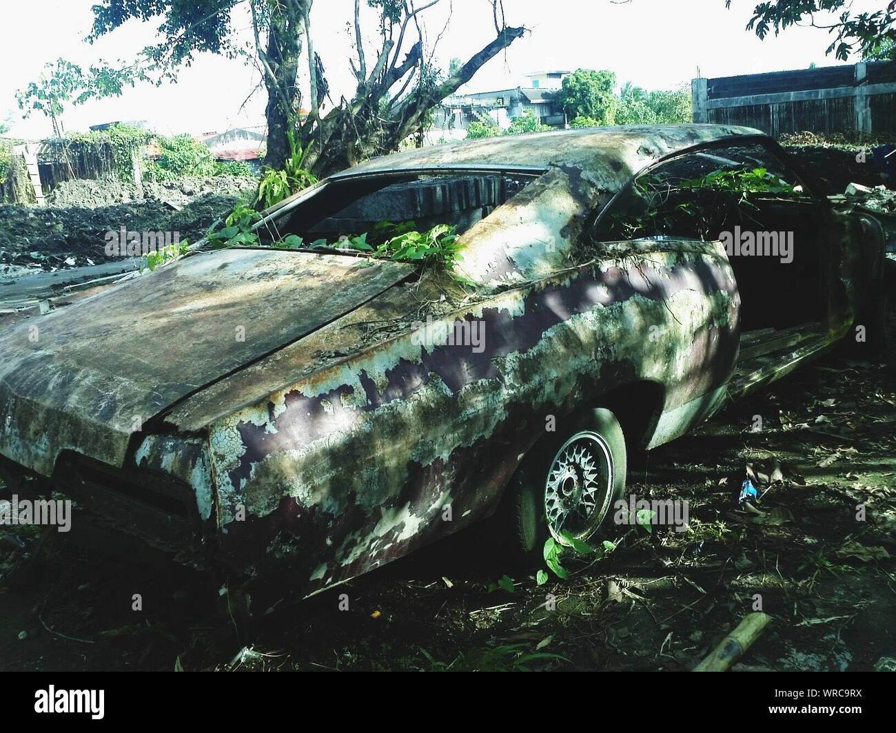 Car tree hi-res stock photography and images - Alamy