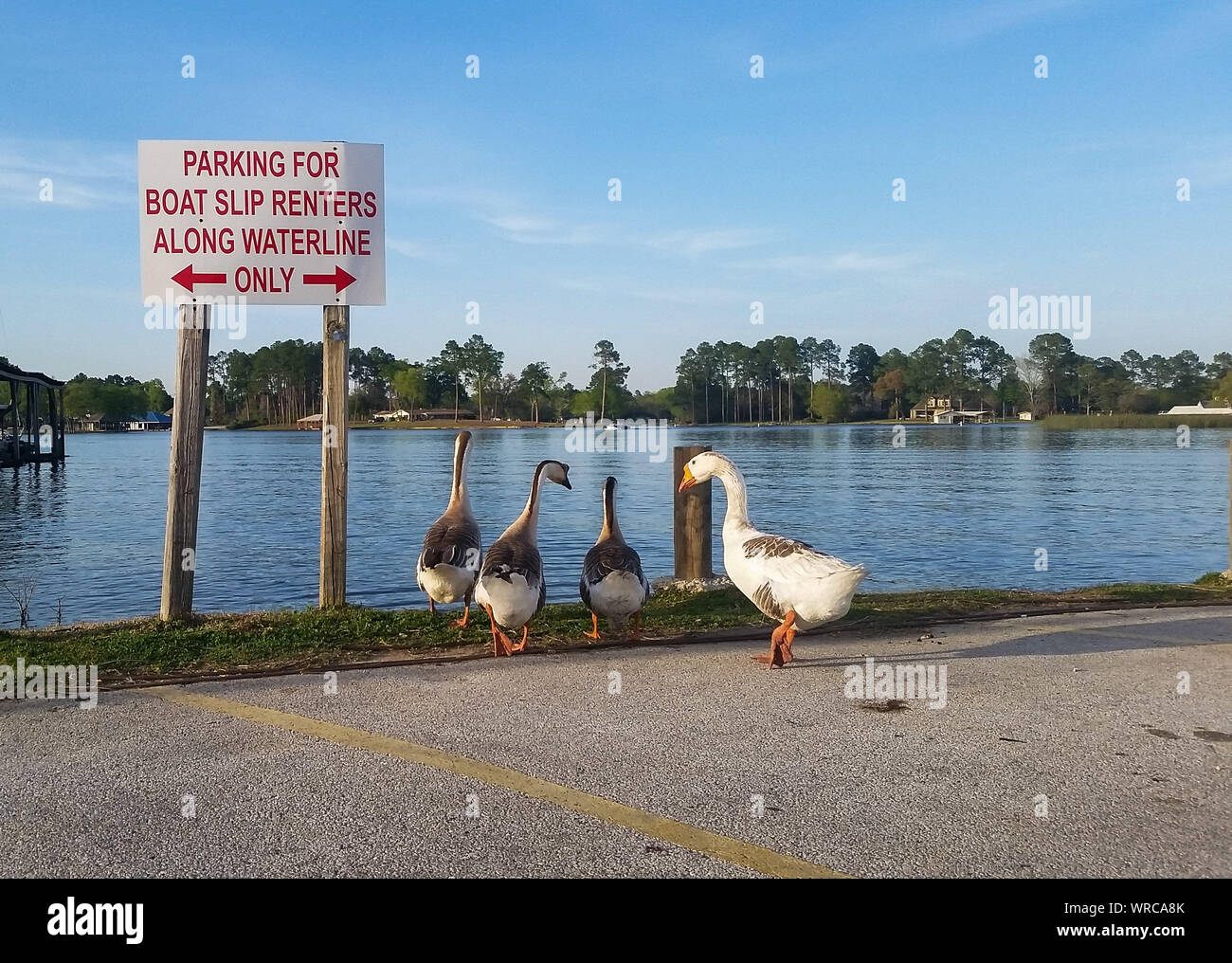 Rear of birds hi-res stock photography and images - Alamy
