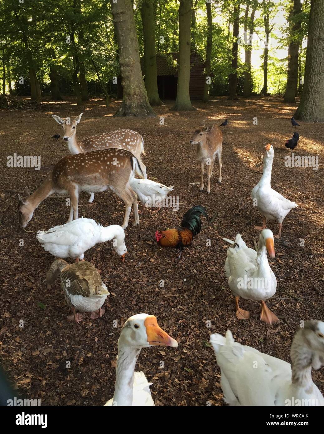 Deer various animals hi-res stock photography and images - Alamy