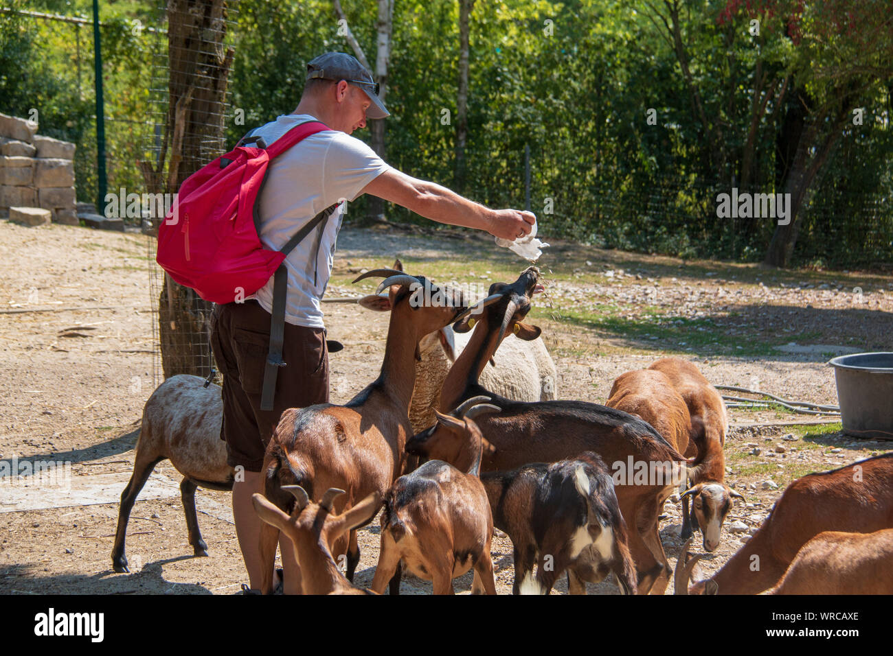 Young man feeding goat hi-res stock photography and images - Alamy