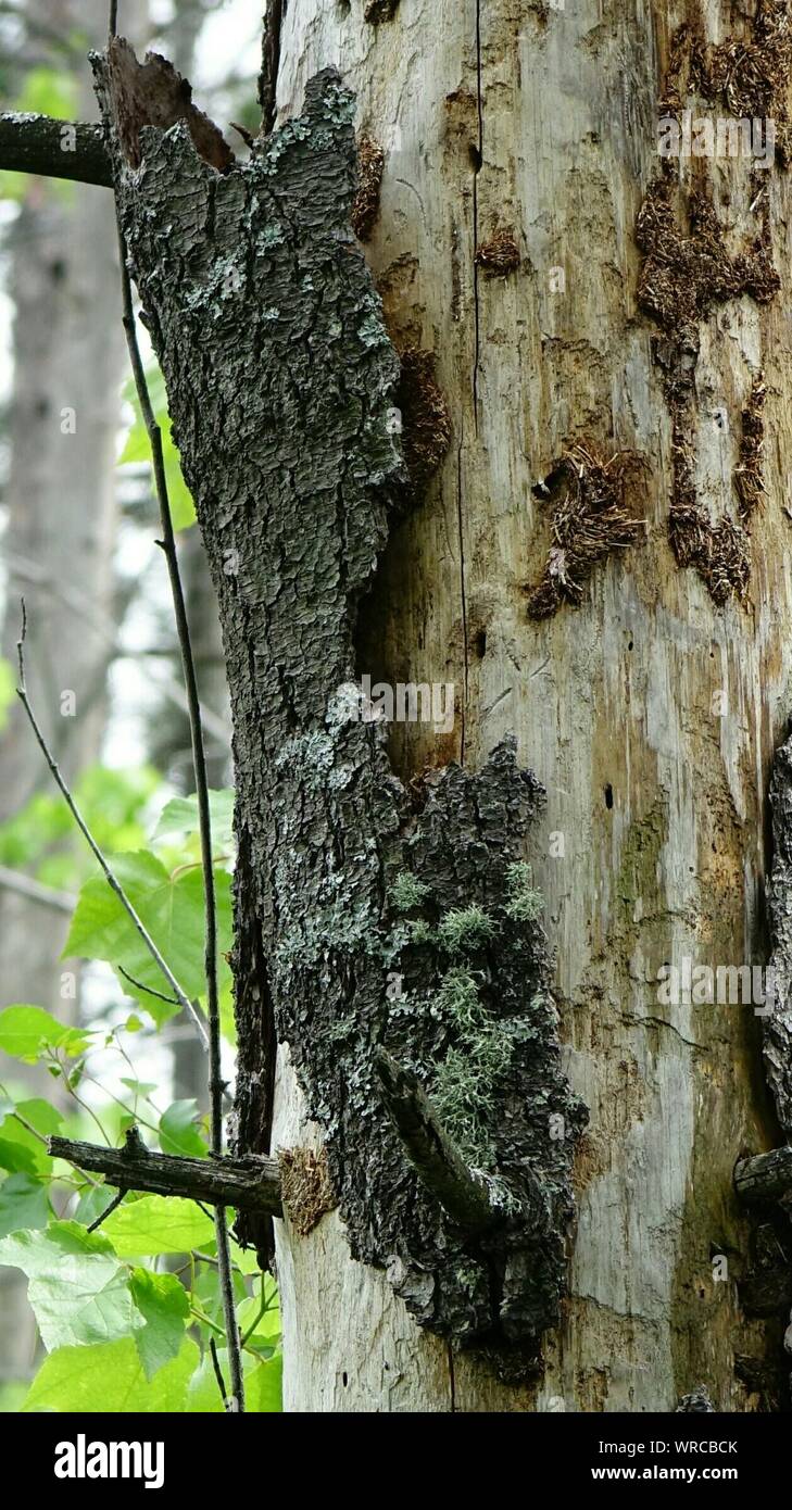 Close up peeling bark on hi-res stock photography and images - Alamy
