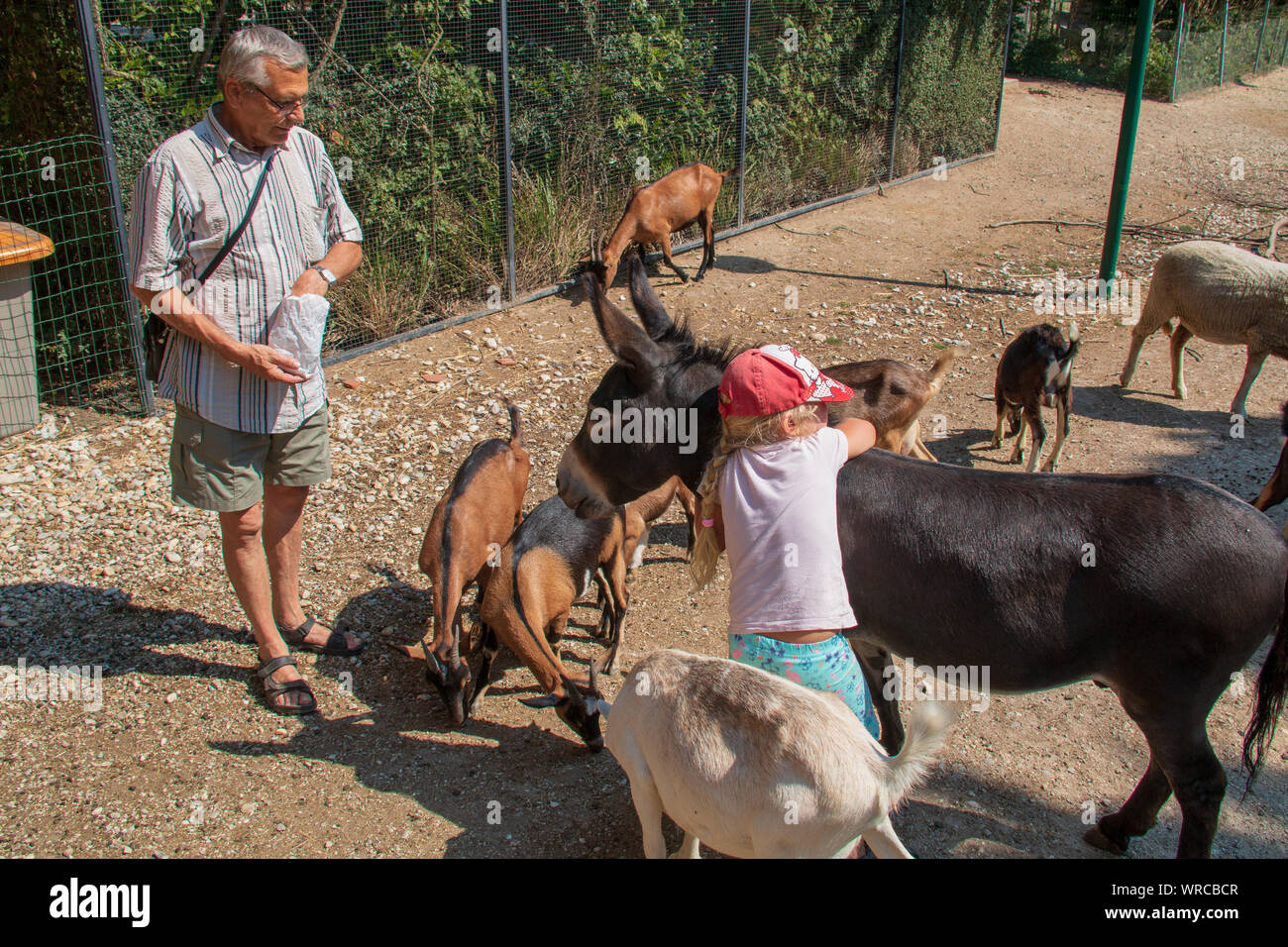 Donkey petting man hi-res stock photography and images - Alamy