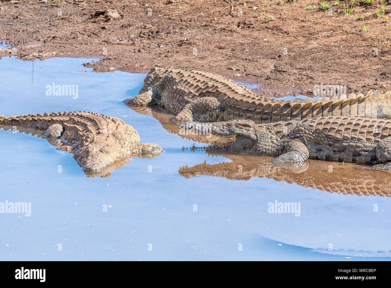 Limpopo River Crocodiles