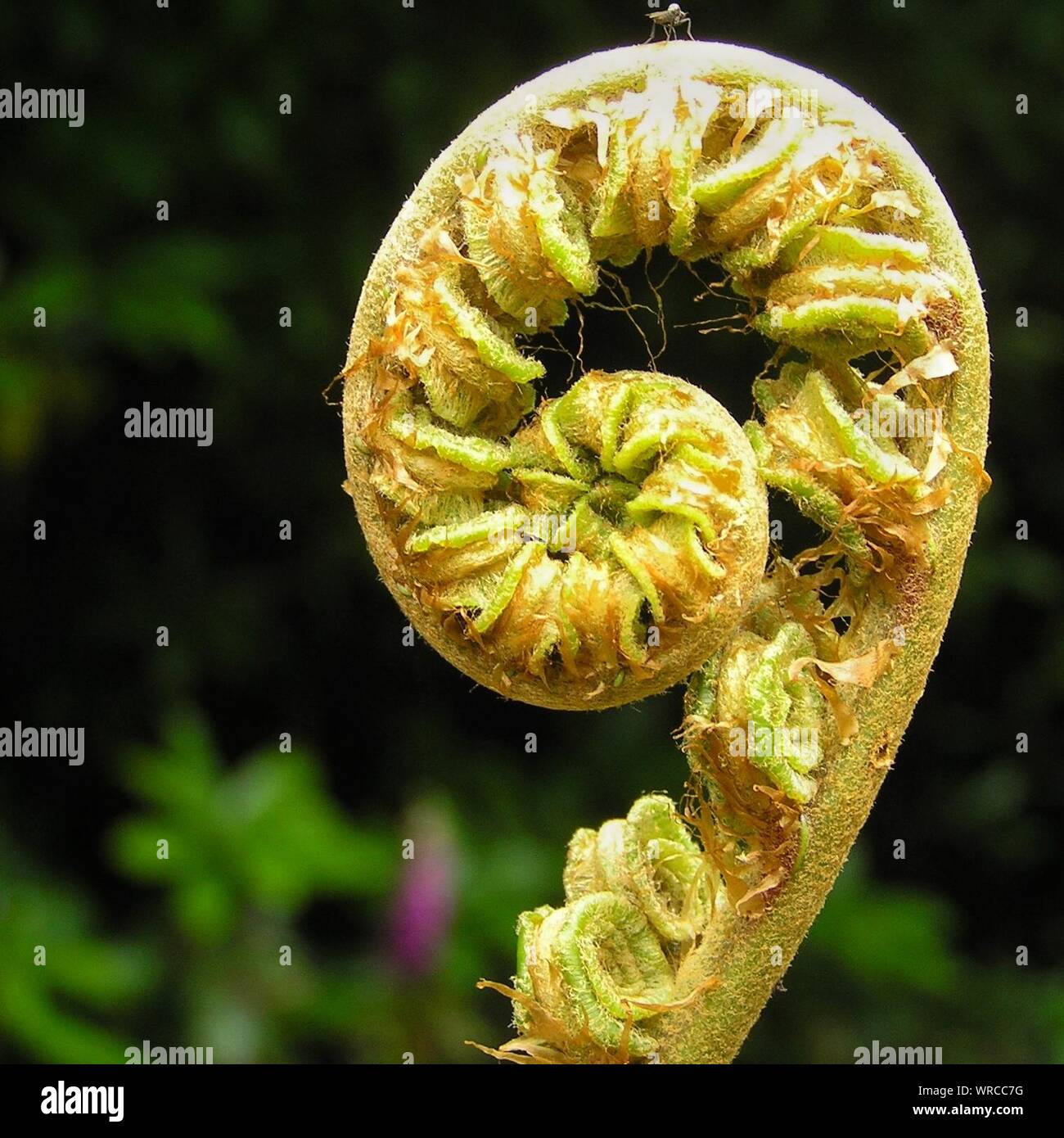 Tendril Pattern High Resolution Stock Photography and Images - Alamy