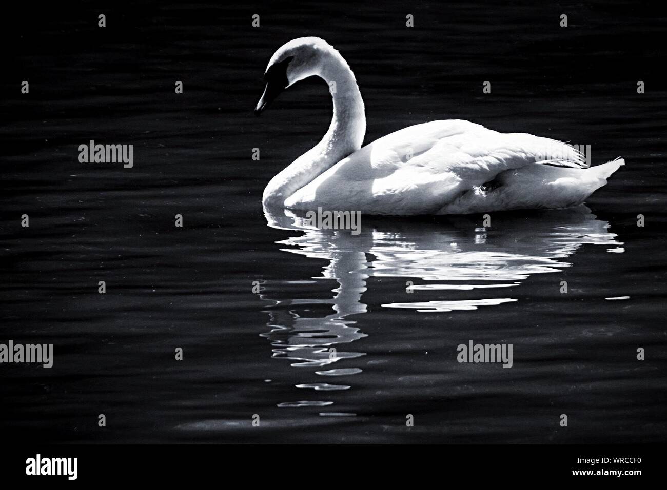 Side view swan hi-res stock photography and images - Alamy