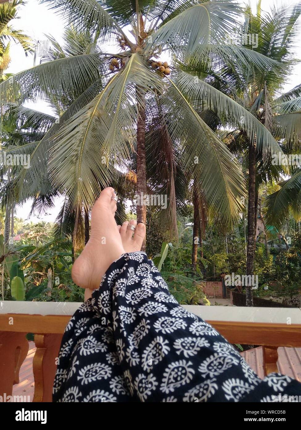 Crossed palm trees hi-res stock photography and images - Alamy