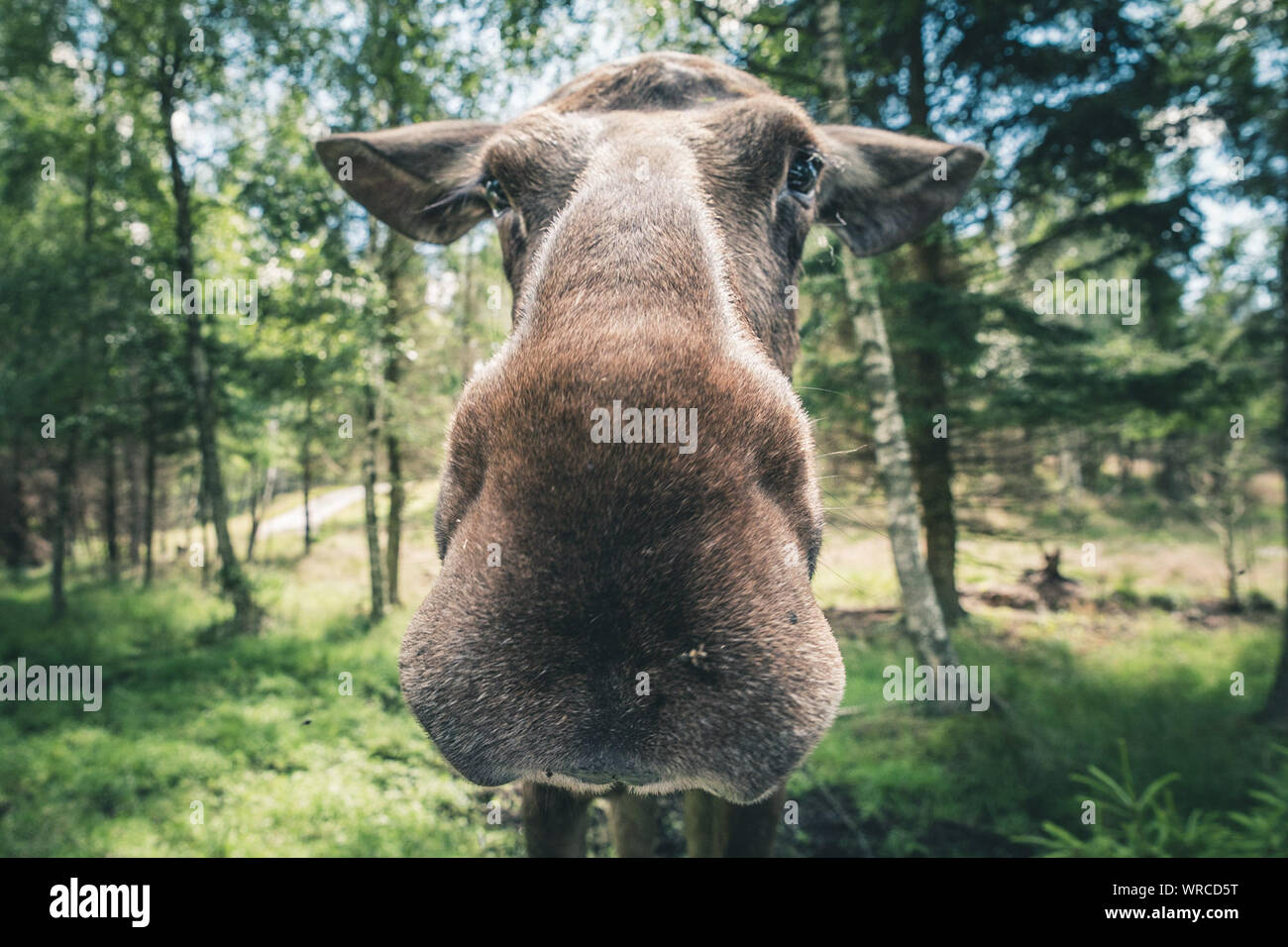 Moose nose hi-res stock photography and images - Alamy