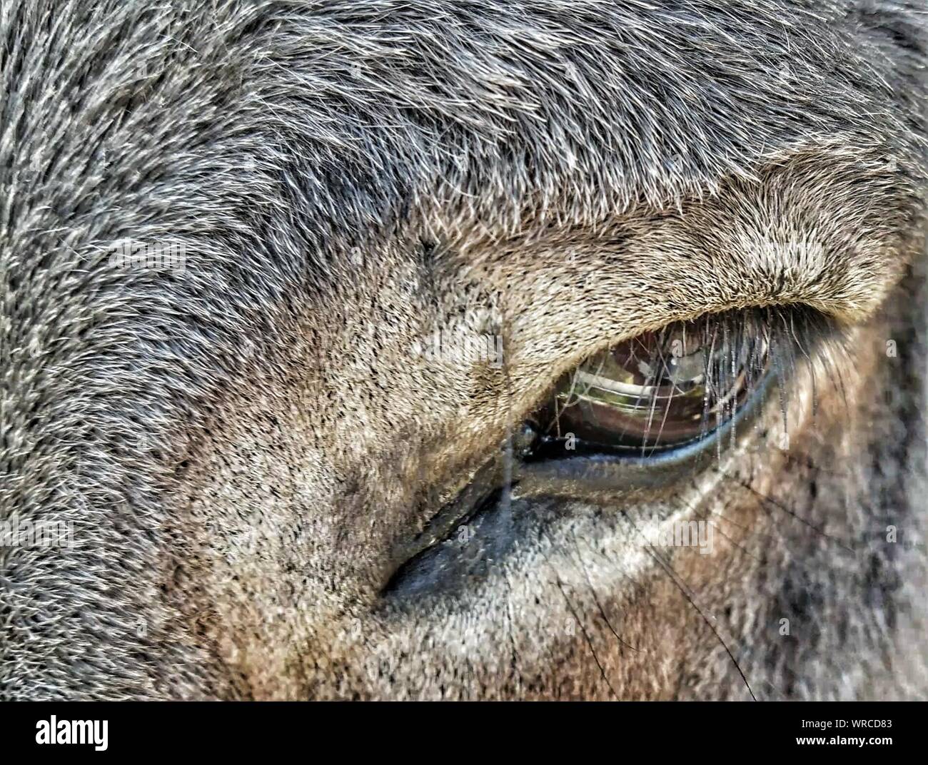Donkey eye hi-res stock photography and images - Alamy