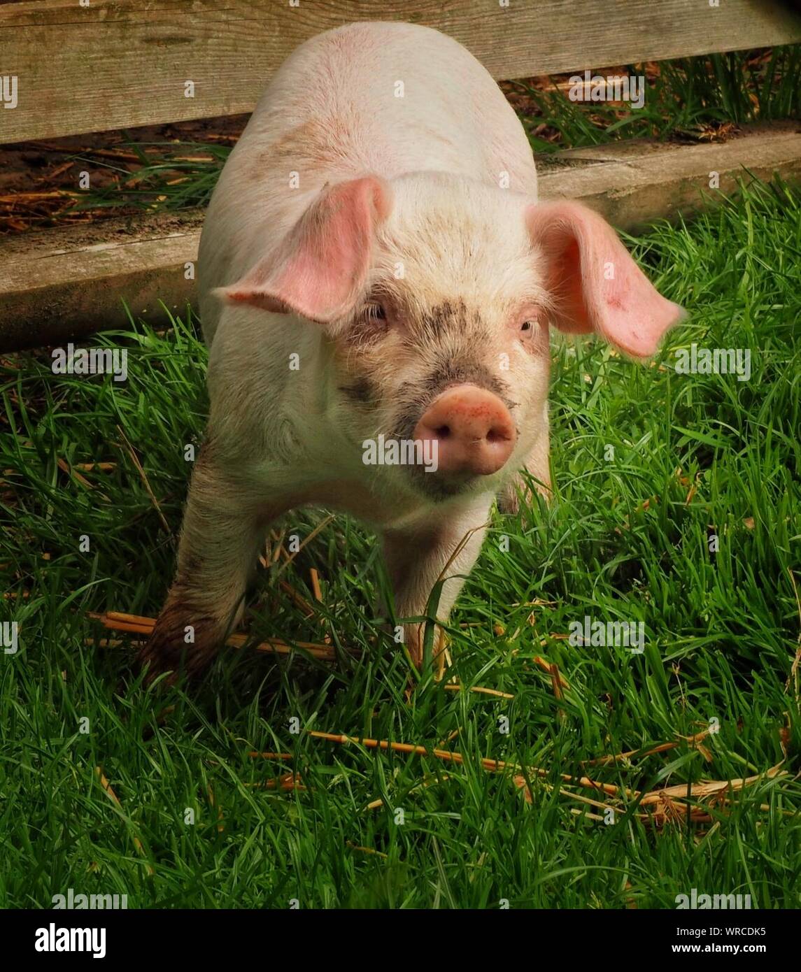 Piglet cute hi-res stock photography and images - Alamy