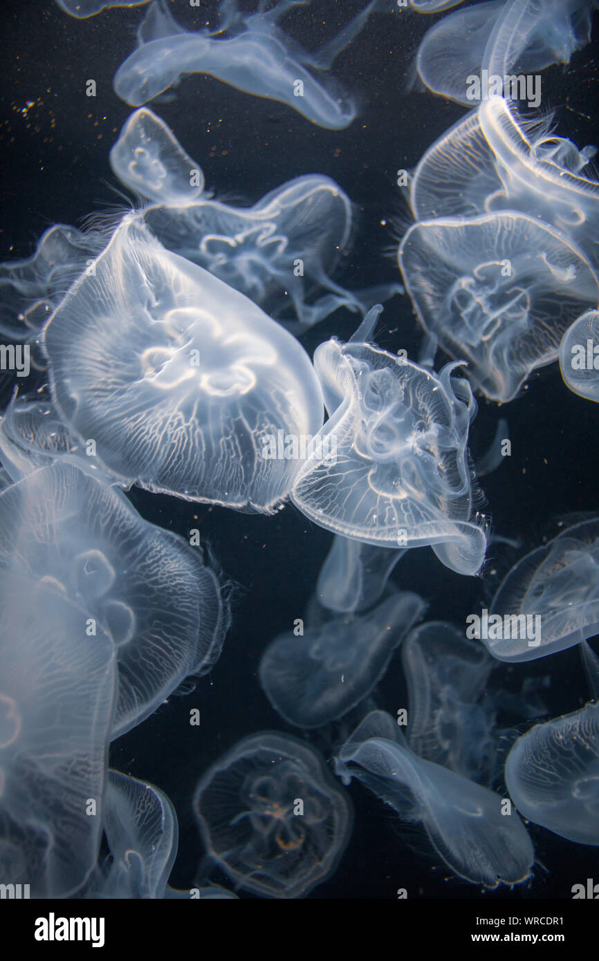 Moon Jellyfish Wallpaper